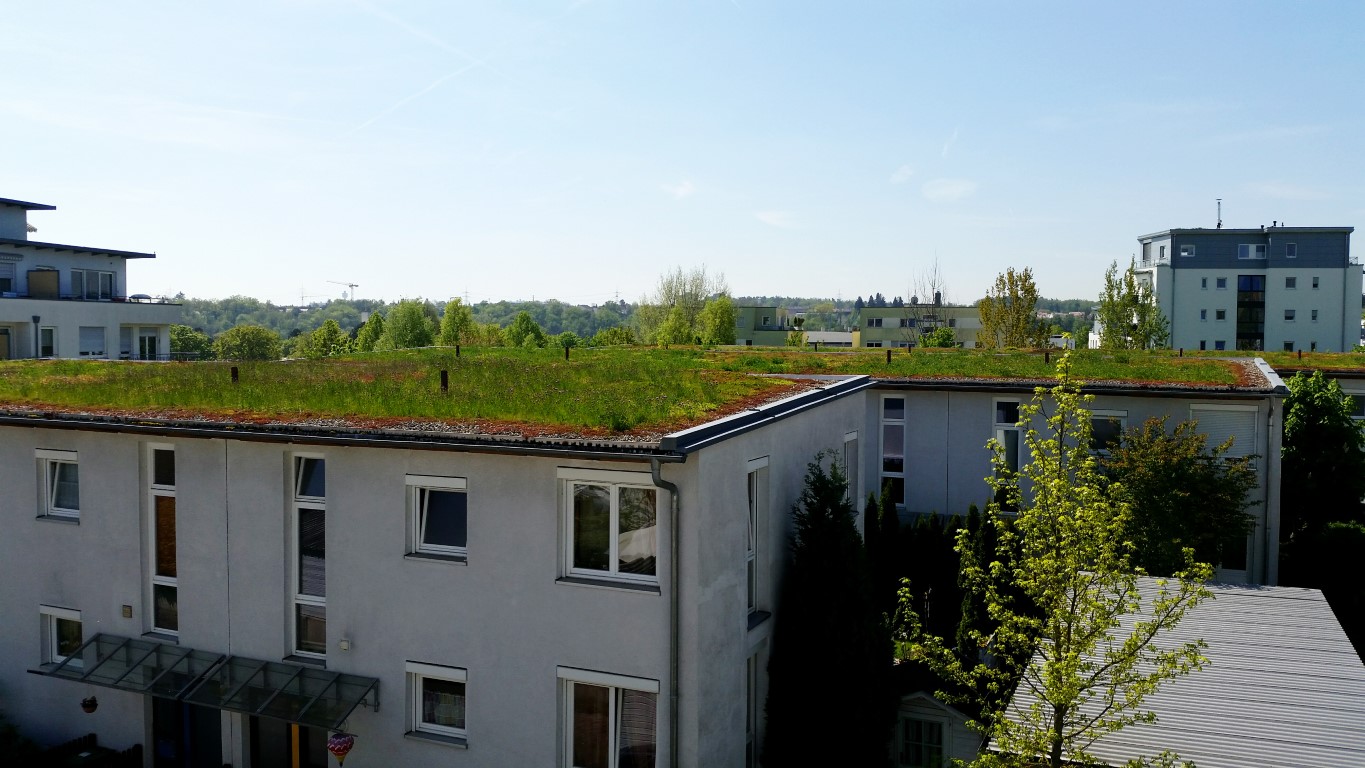 Zielone dachy i ściany – jak roślinność może zrewolucjonizować ...