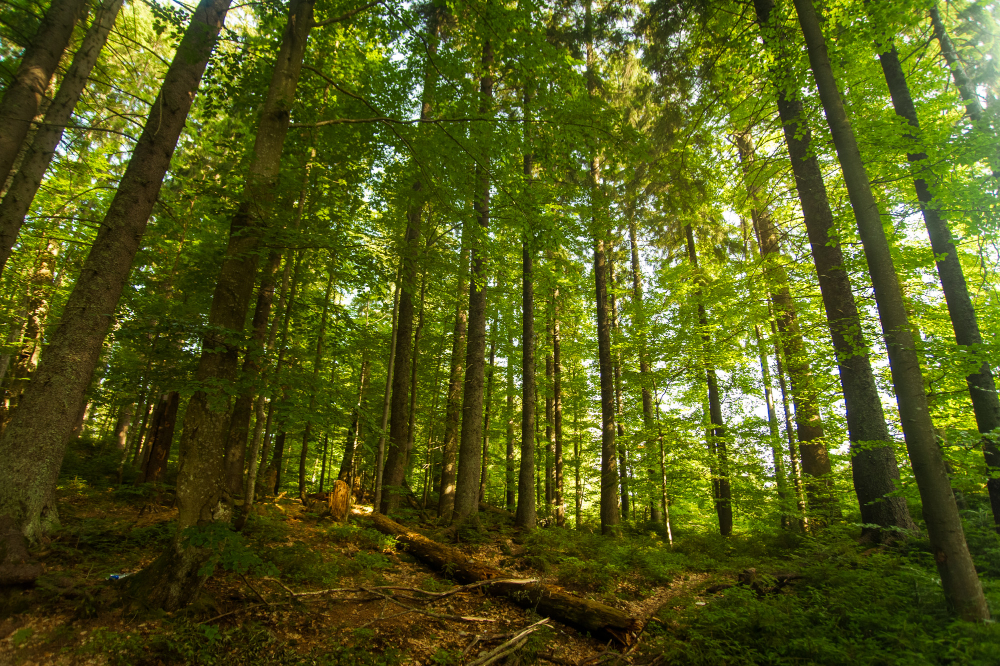 Native tree species in Poland - One More Tree Foundation