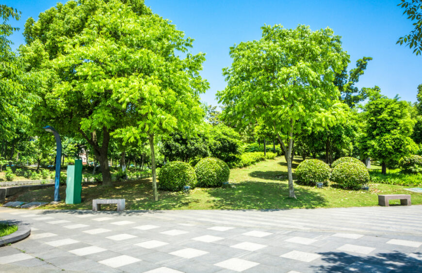 Benefits of creating pocket forests in the city - One More Tree Foundation