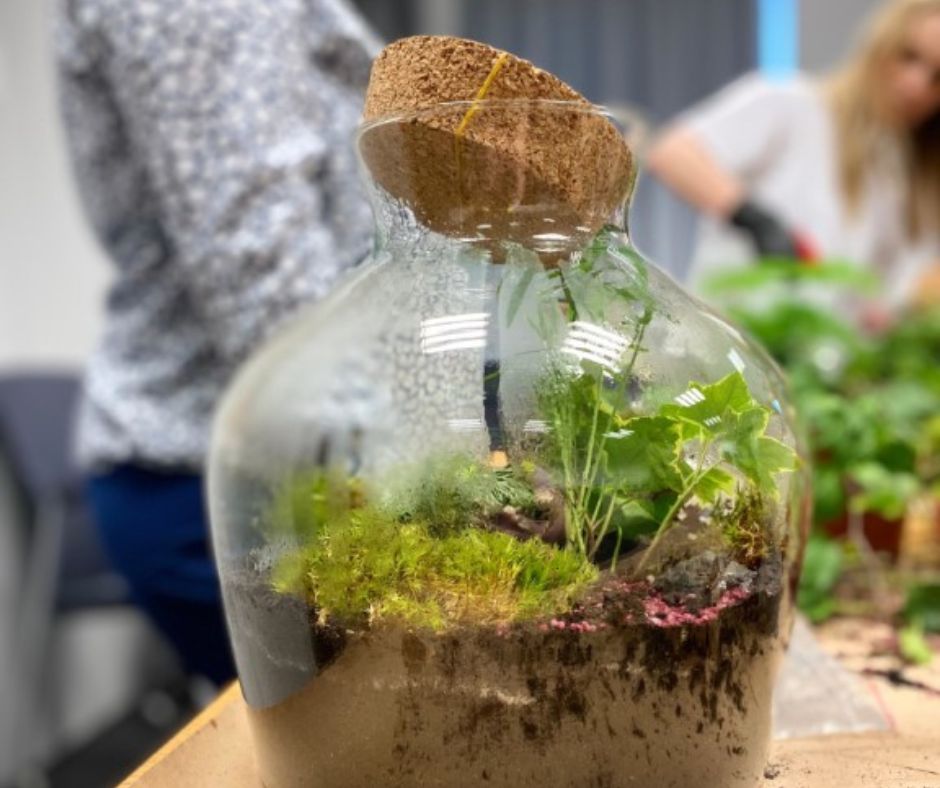 How to Care for a Jar Forest? Practical Guide - One More Tree Foundation