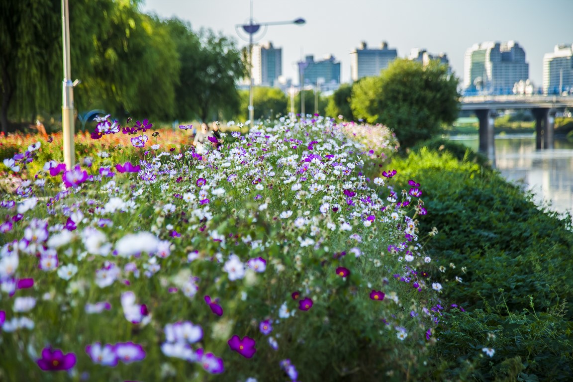 Flower meadows in cities: A flowering oasis for nature and people - One ...