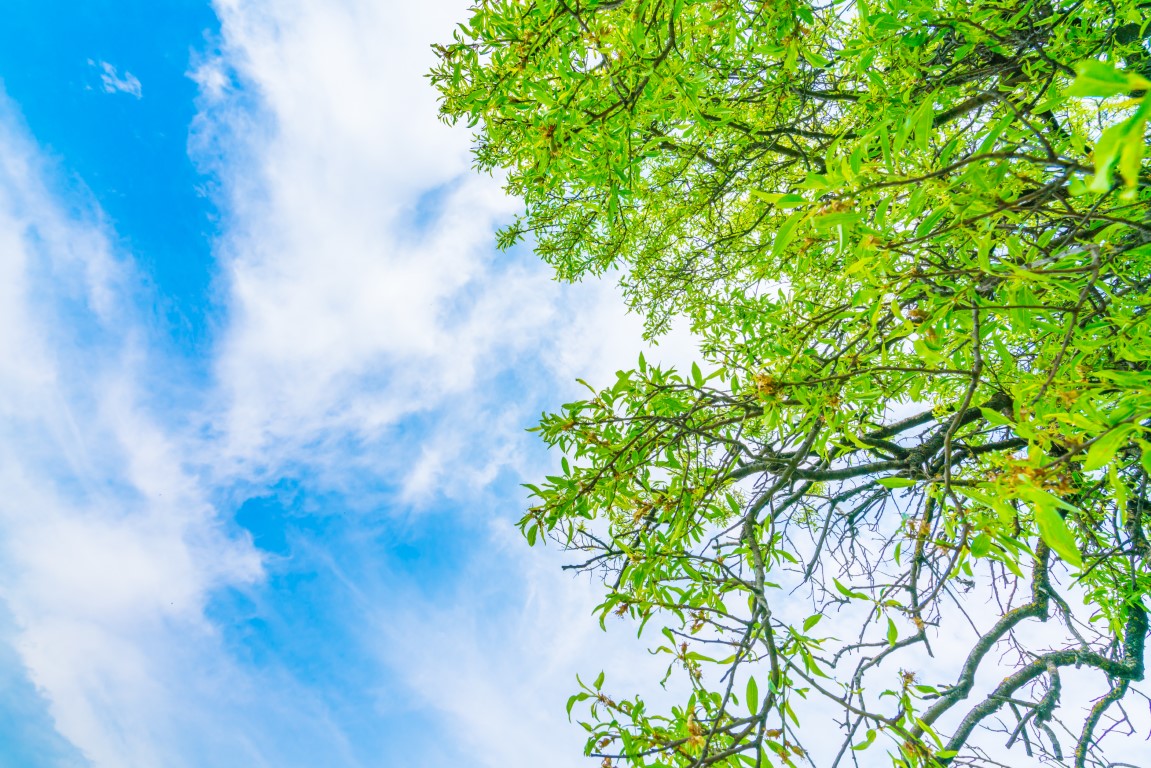 The Health Benefits of Trees and Forests - One More Tree Foundation