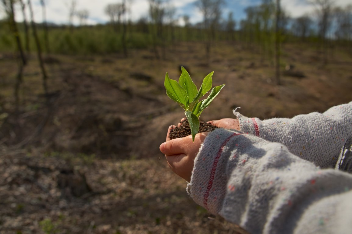 How deforestation impacts our planet and what we can do - One More Tree ...