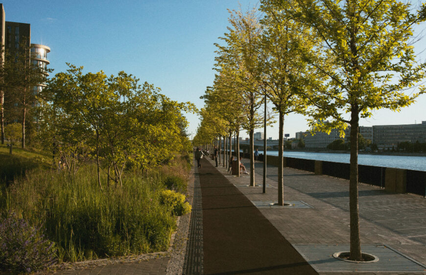 Urban Trees - Which Species are Best for Cities? - One More Tree Foundation