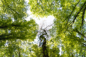 Which tree species best absorb CO₂? - One More Tree Foundation