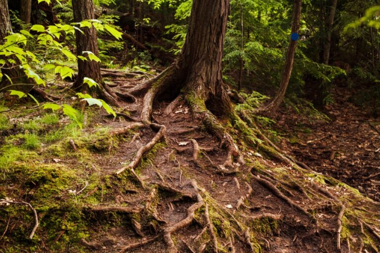 What Do Trees Say to the World? Plant Communication Through Underground ...