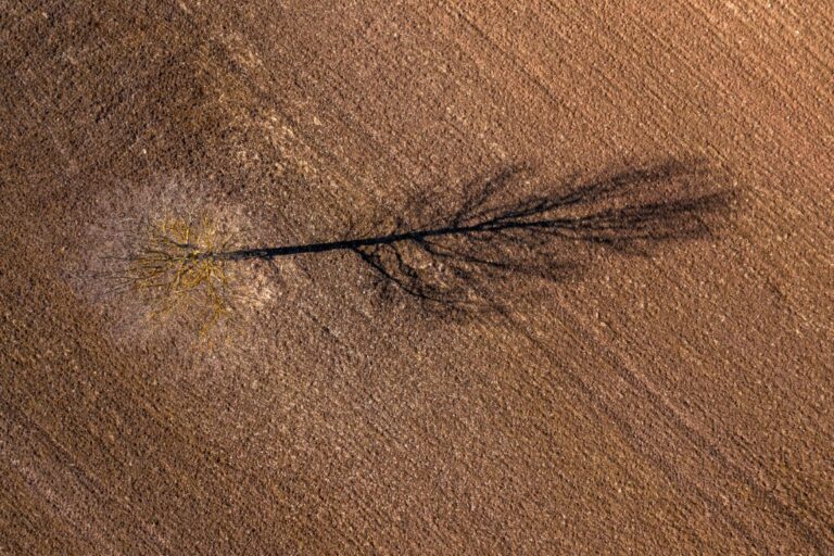 Soil Microbiome: The Invisible Ecosystem That Determines the Future of ...
