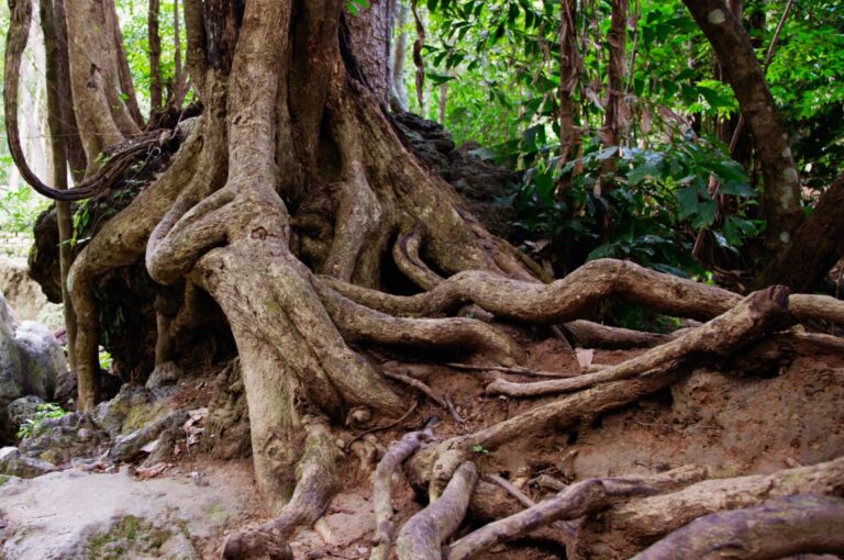 What Do Trees Say to the World? Plant Communication Through Underground ...