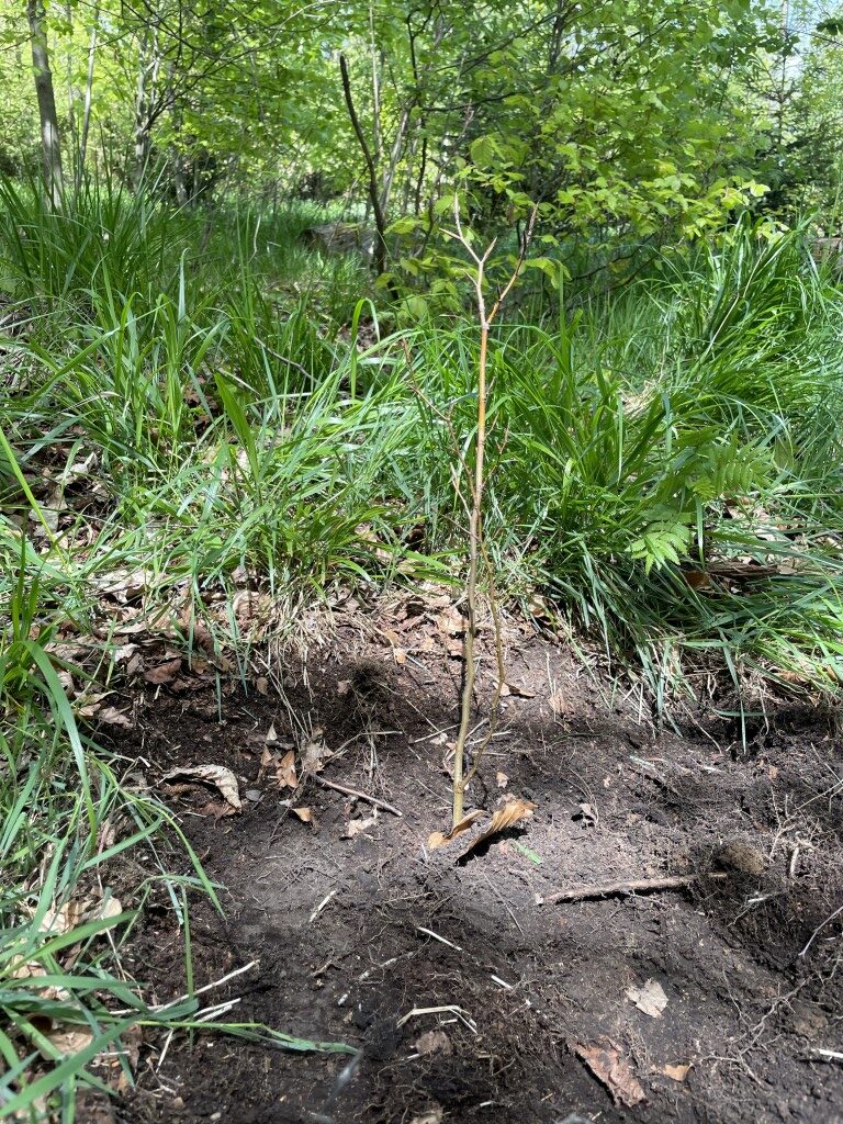 Wałbrzych Goes Green – Thousands of Trees for a Better Future - One ...