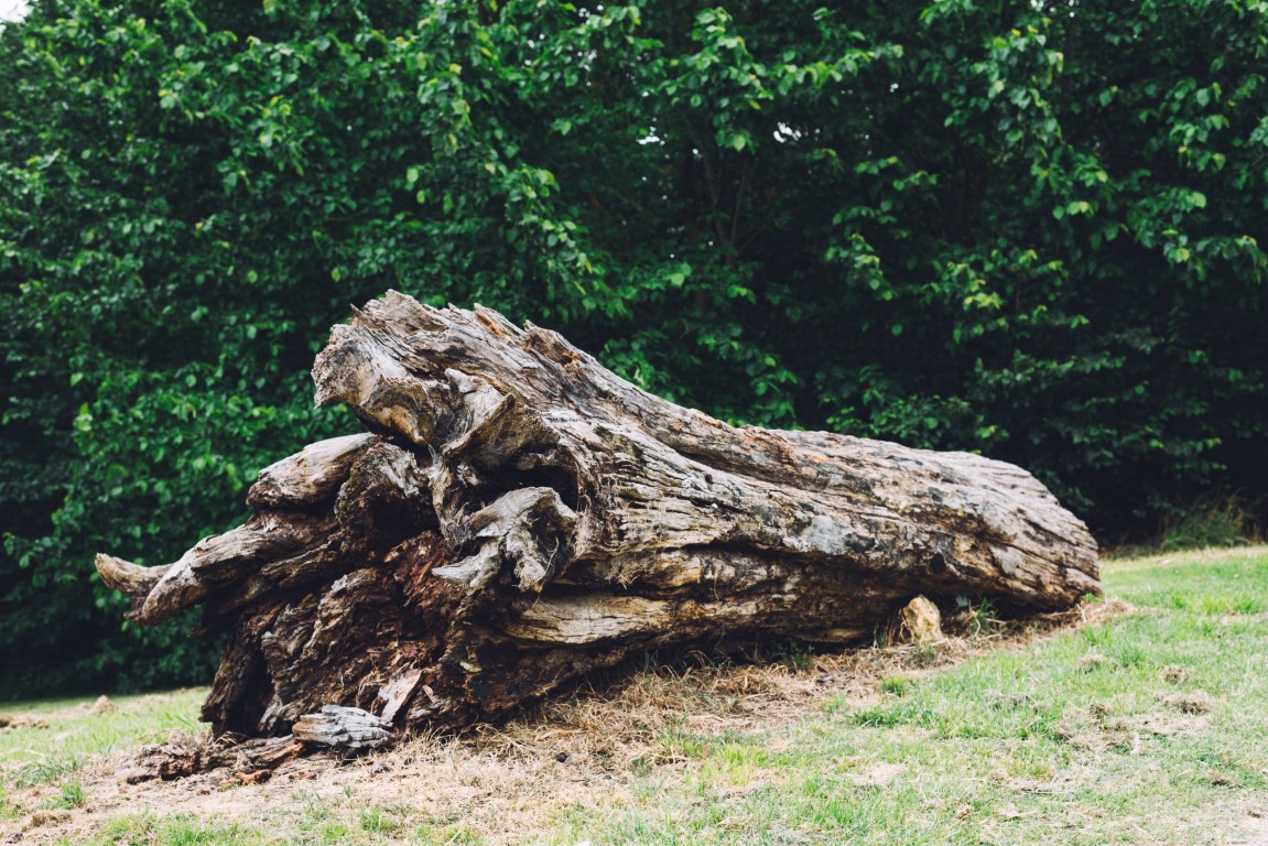 The Role of Old Trees in Ecosystems: Archives of Life and Time - One ...
