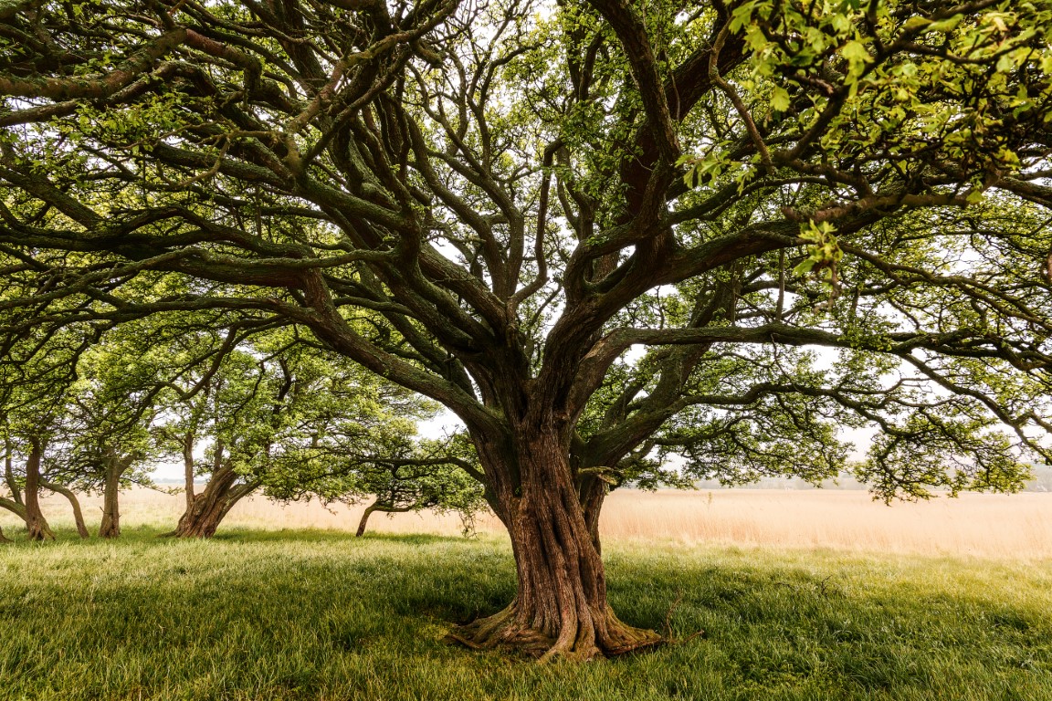 The Role of Old Trees in Ecosystems: Archives of Life and Time - One ...