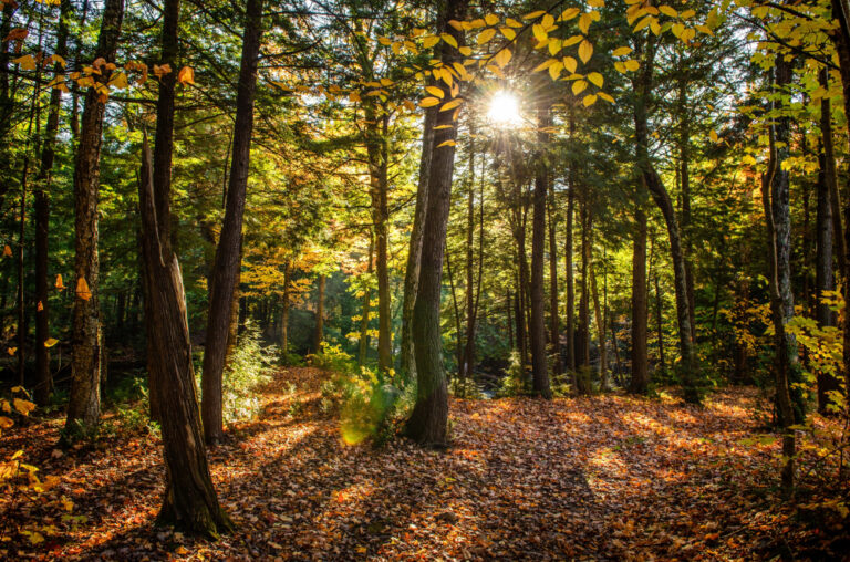 Microforests – can pocket-sized forests save our cities? - One More ...
