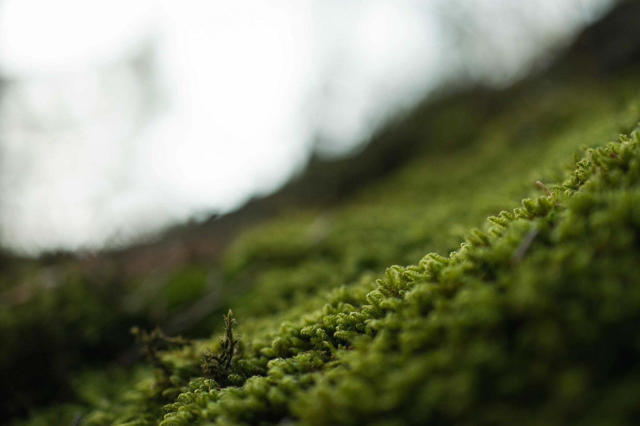 Where does the soil in your garden come from – the story of soil from ...